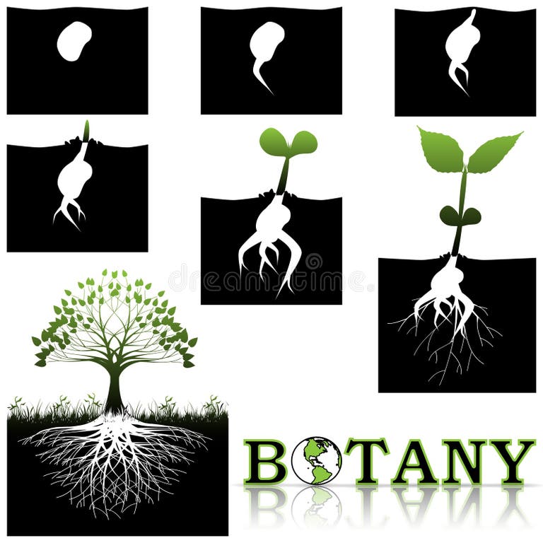 Seed To Tree Stock Illustrations – 5,246 Seed To Tree Stock ...