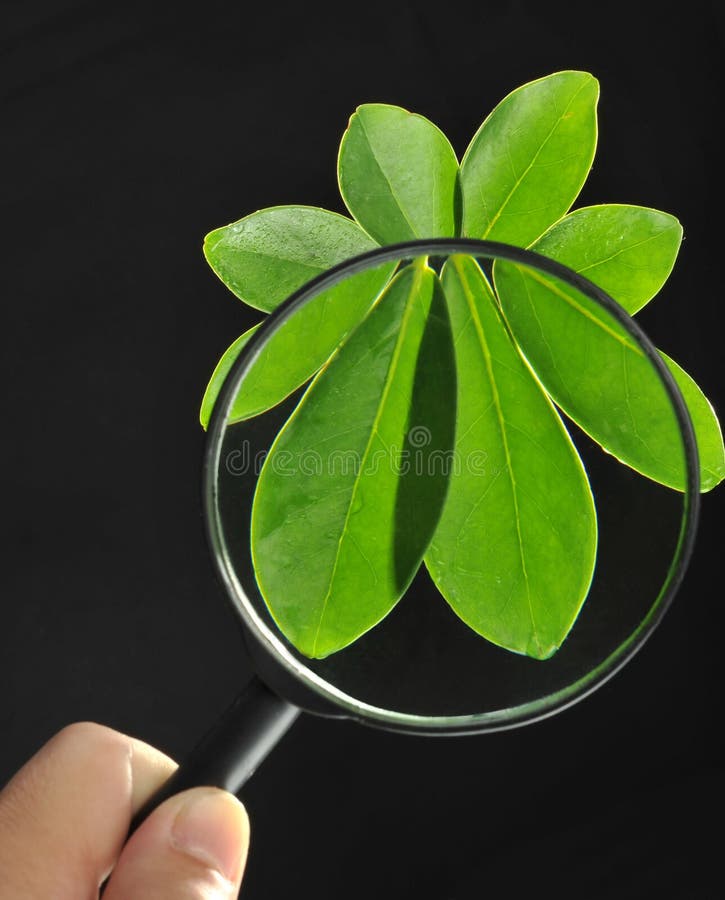 Botany stock image. Image of analysis, organic, environment - 9089451