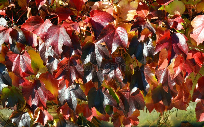 Botany, Autumn stock photo. Image of boston, botany, austria - 69628306