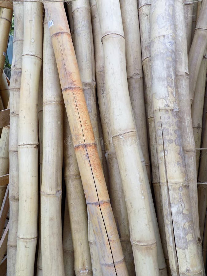 Bamboo Trunks are Supported for Growing Mangrove Sprouts. Select Stock ...