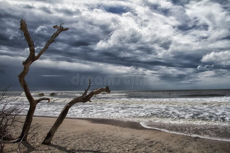 Bone Yard Sunrise Botany Bay Beach Edisto Island Stock Image - Image of ...