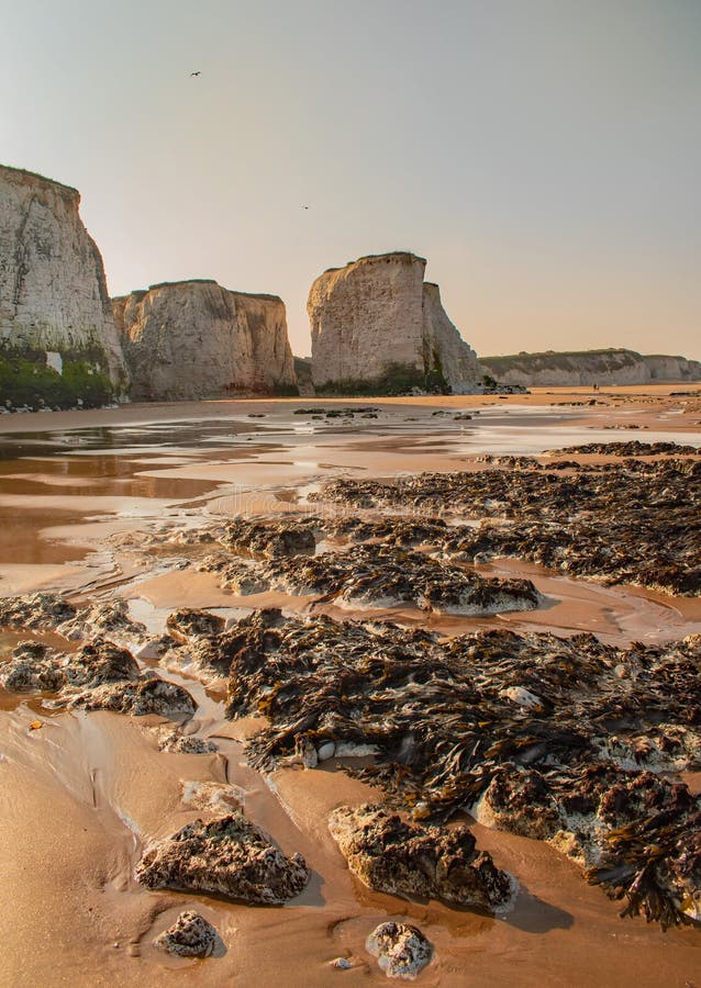 Botany Bay Kent White Cliffs and Wet Rocks on Sandy Shore Stock Image ...