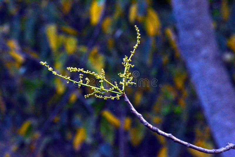 A Tree with Bud in Forest stock image. Image of endothermic - 120615791