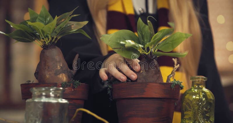 Botany Class at the Magic School, Student Checking Mandragora Roots, 4k ...