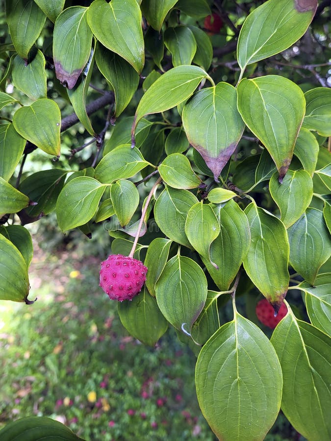 Botany cornus kousa foto de archivo. Imagen de cubo - 286644634