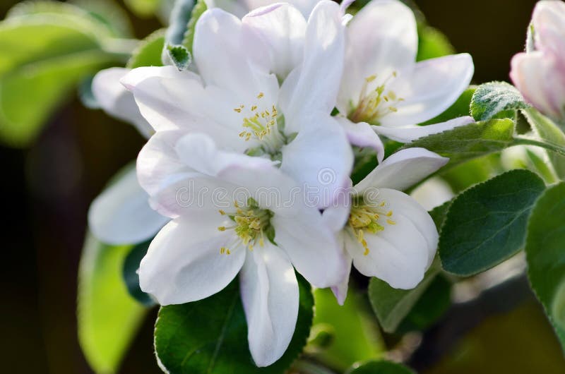 Botany, Flowering Apple Tree Stock Photo - Image of apple, tree: 77953922