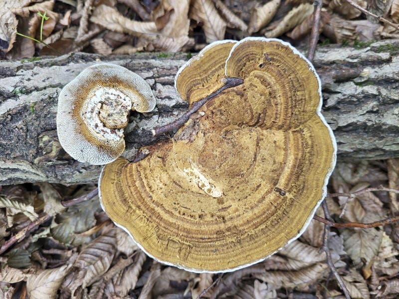 Xanthoporia Radiata - Inonotus Radiatus - a Species of Bracket Fungus ...