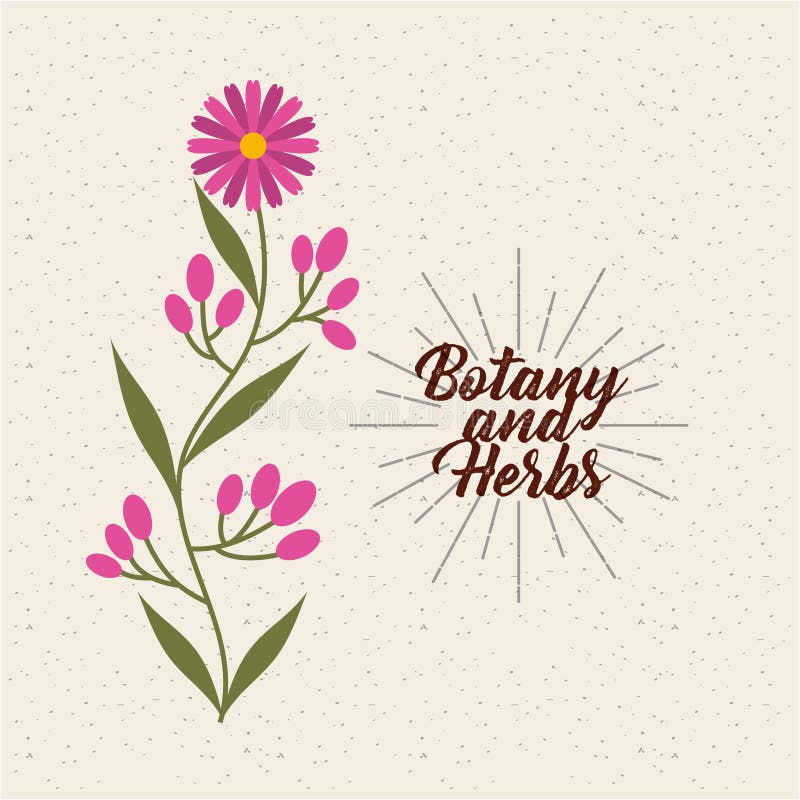 Botany and herbs design stock vector. Illustration of decoration - 88374479