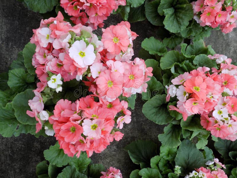 Botany-Primula obconica stock image. Image of rose, green - 112929795