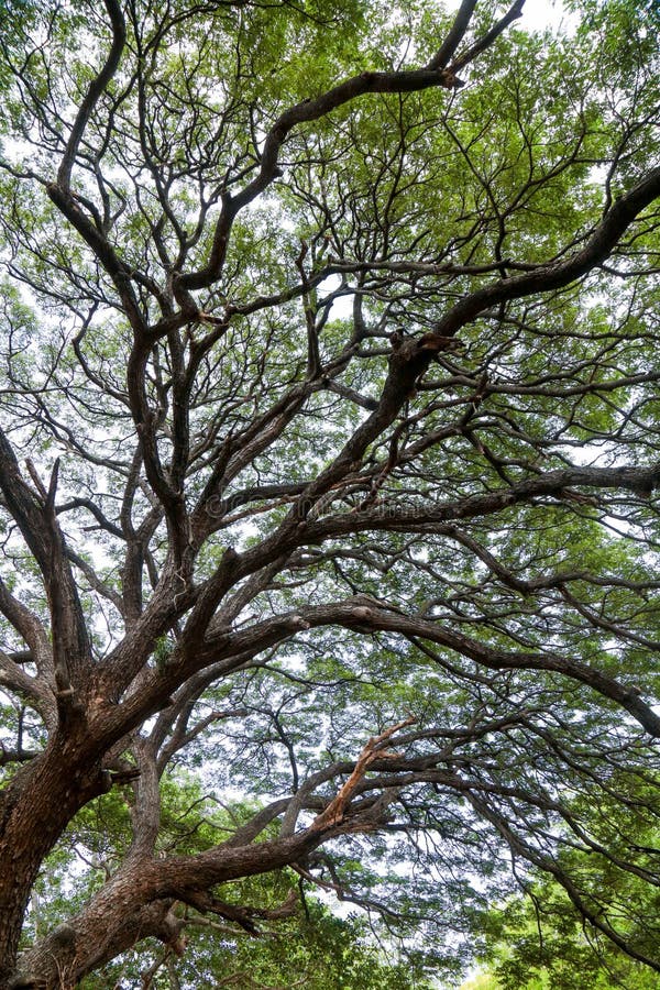 Botany: Studying the Structure and Growth Patterns of Trees Stock Photo ...