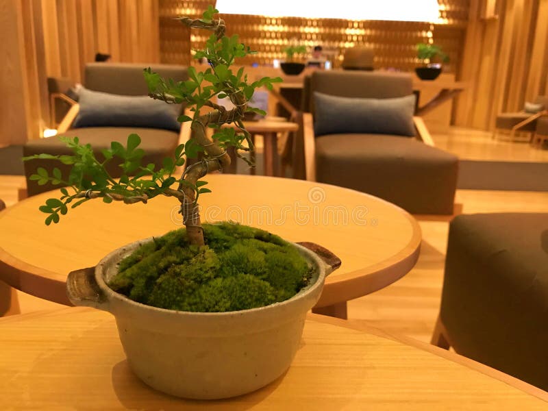 692 Indoor Spa Tree Photos - Free & Royalty-Free Stock Photos from ...