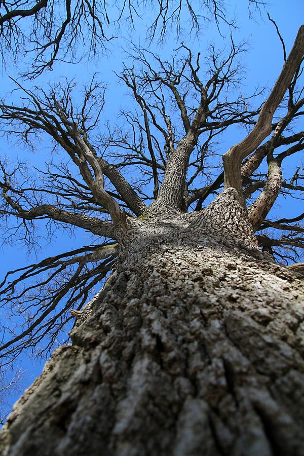 Tall Leafless Tree Trunk Reaching Up To Blue Sky Stock Image - Image of ...