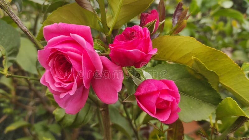Botanysmall fuchsia roses imagen de archivo. Imagen de detalle - 203039971