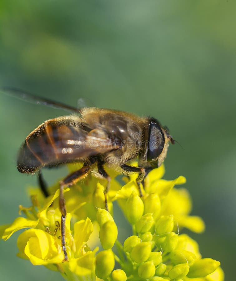 Il botfly fotografia stock. Immagine di artificiale, petalo - 2855838
