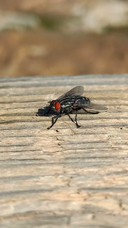 Botfly Perched on Wood, Fly on Wood Stock Photo - Image of wood ...