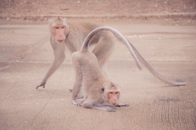 Both baboon stock photo. Image of species, fluffy, exotic - 29163042