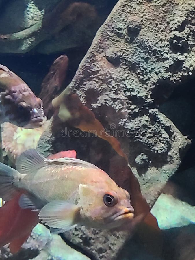 A fish with a grumpy look stock image. Image of tank - 277351515