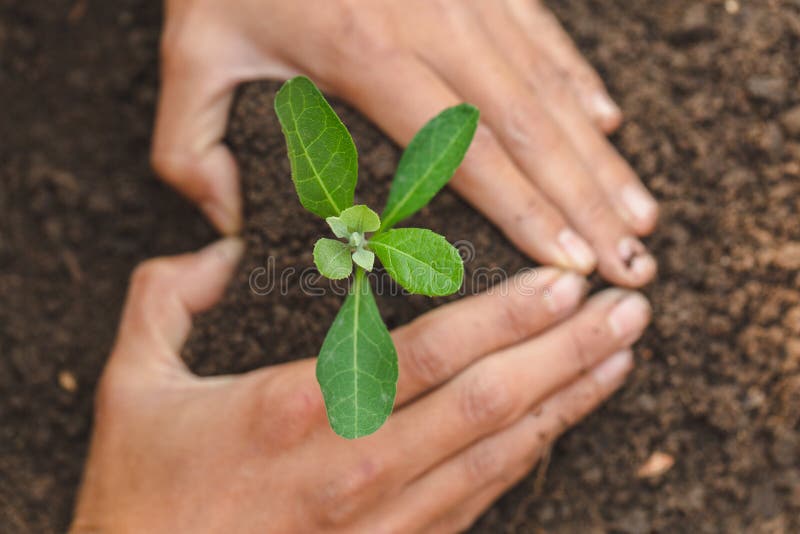 Both Hands are Protecting the Growing Tree Concept of Environmental ...