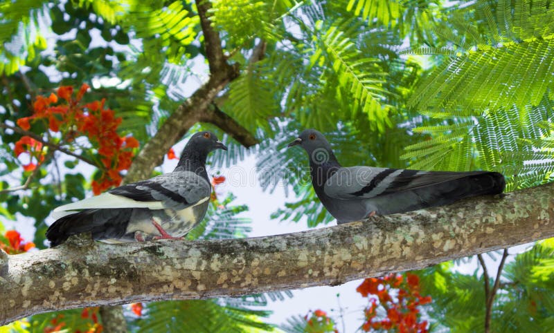 Both of Pigeons Perched on Branches Stock Image - Image of perched ...