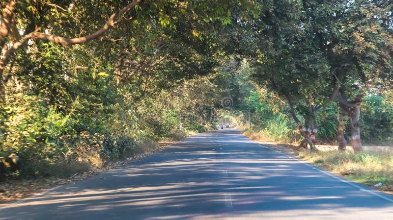 Both Side of the Highway Covered with Trees. Green Road Stock Photo ...