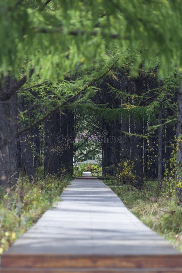 On Both Sides of the Wooden Path are World-renowned Pine Trees Stock ...