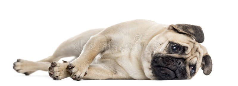 Rear View of a Pug Isolated on White Stock Photo - Image of animal ...