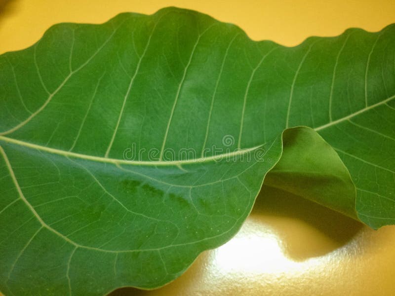 Bothi Leaves stock photo. Image of bright, fresh, decor - 89429534