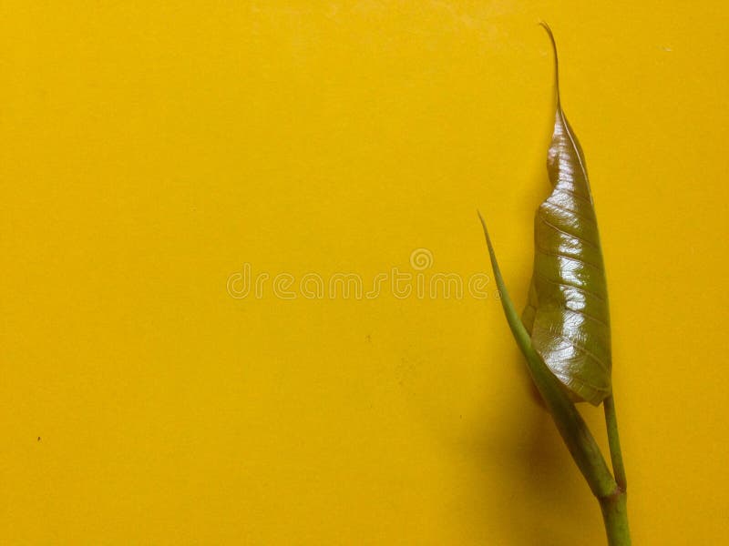 Bothi Leaves stock photo. Image of agricultrue, fresh - 89429604