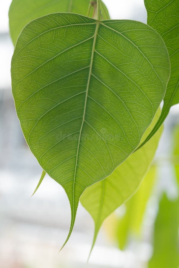 A pipal tree stock image. Image of buddha, pattern, nepal - 33364289