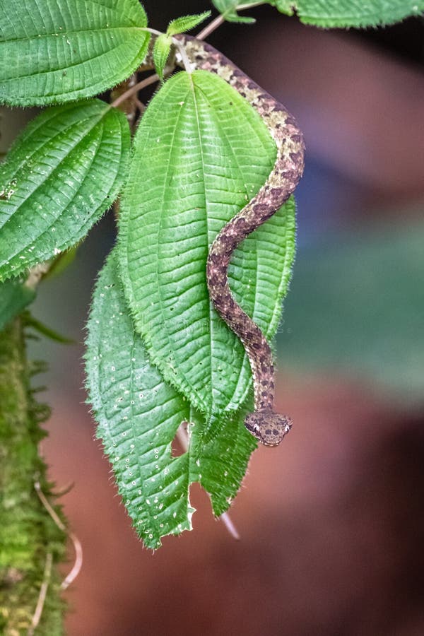 Bothriechis Lateralis is a Venomous Pit Viper Stock Image - Image of ...