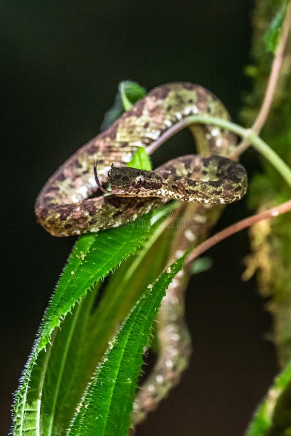 Bothriechis Lateralis Is A Venomous Pit Viper Stock Image - Image of ...