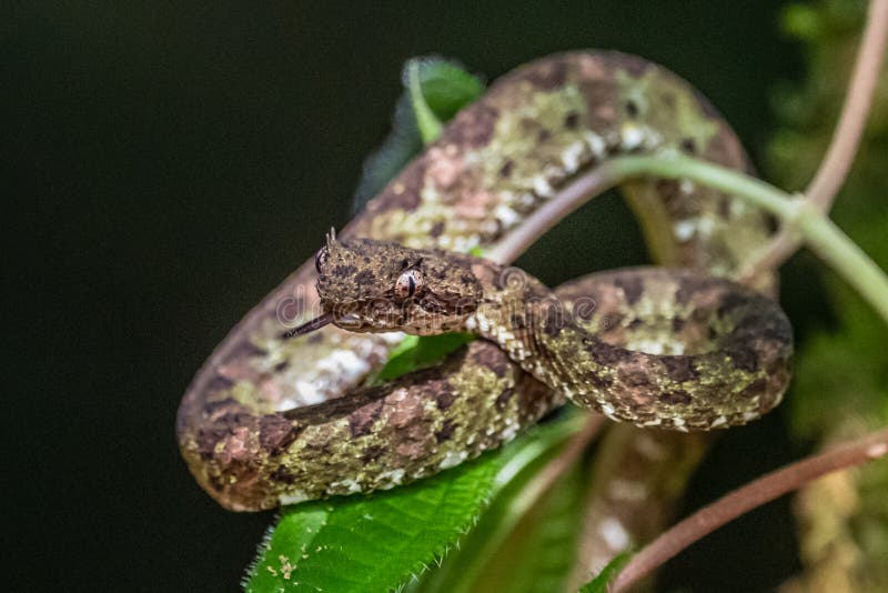 Bothriechis Lateralis is a Venomous Pit Viper Stock Image - Image of ...