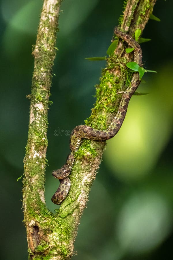 Bothriechis Lateralis is a Venomous Pit Viper Stock Image - Image of ...