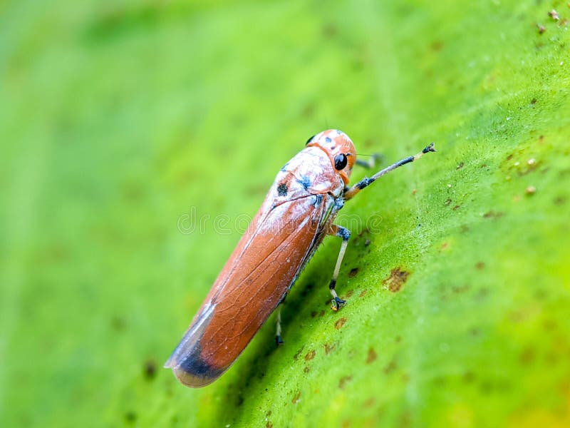 The Smallest Insect In The World