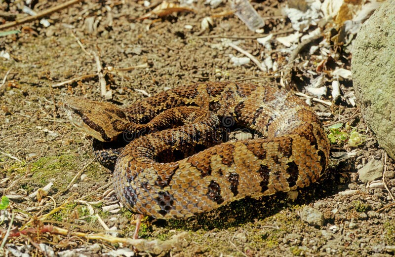 Common Lancehead, Bothrops Atrox, in the Tropical Forest. Poison Animal ...