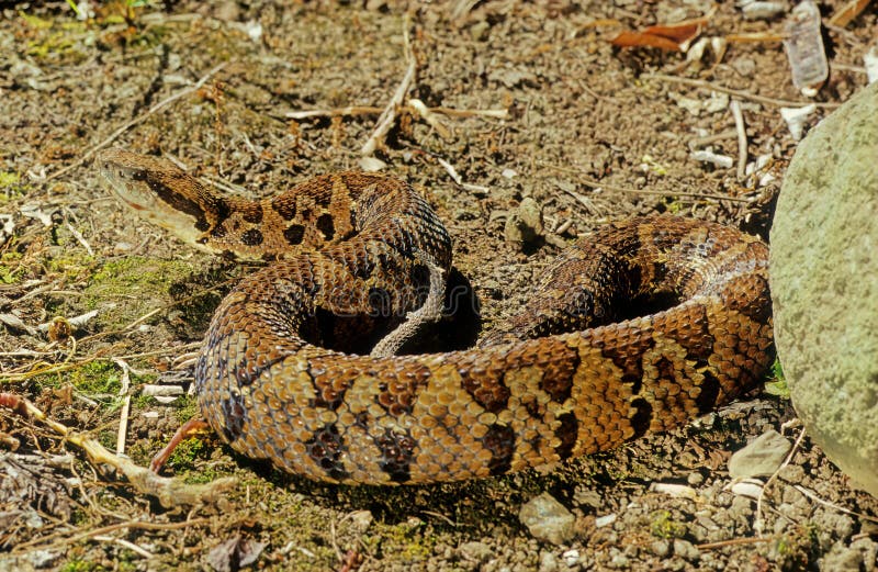 Bothrops atrox stock image. Image of viper, reptile - 217896315