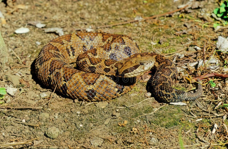 Bothrops Atrox, Fer-de-lance in Nature Habitat. Common Lancehead Viper ...