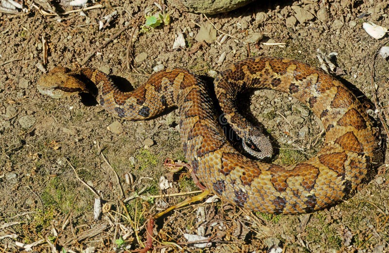 Bothrops Atrox, Fer-de-lance in Nature Habitat. Common Lancehead Viper ...