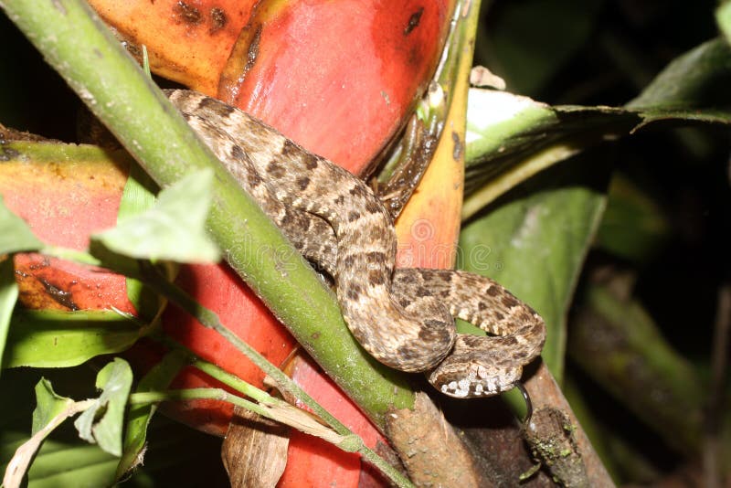Bothrops atrox stock photo. Image of bothrops, atrox - 10160404