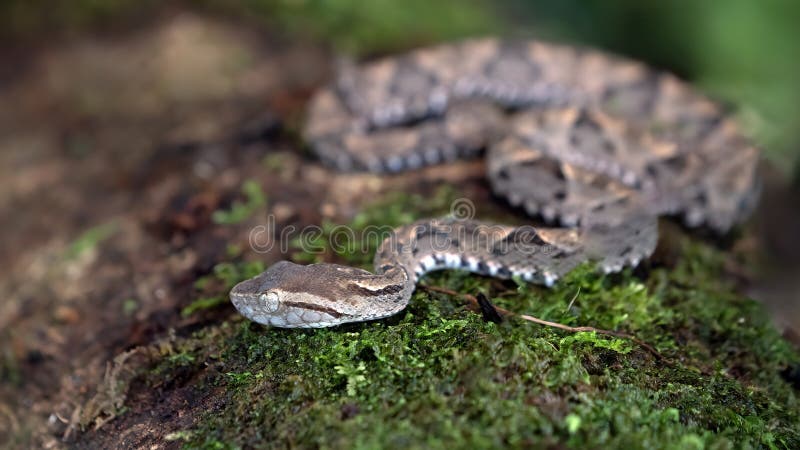 Bothrops Viper snake stock image. Image of rica, moss - 300427001