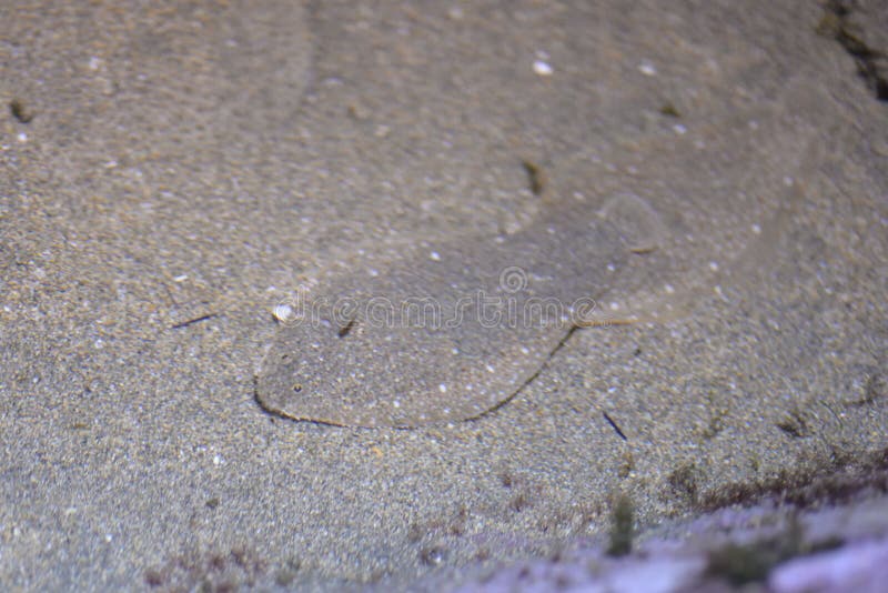 BOTHUS MANCUS: the FLORID LANGUAGE is ABLE TO ACQUIRE the PALE COLOR of ...