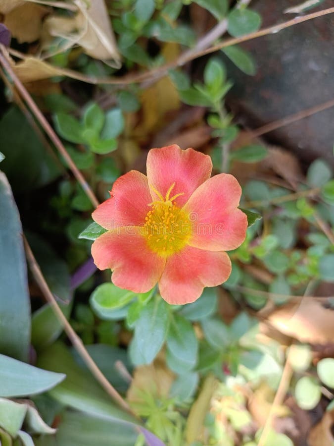 Boti Flower Stock Photos - Free & Royalty-Free Stock Photos from Dreamstime