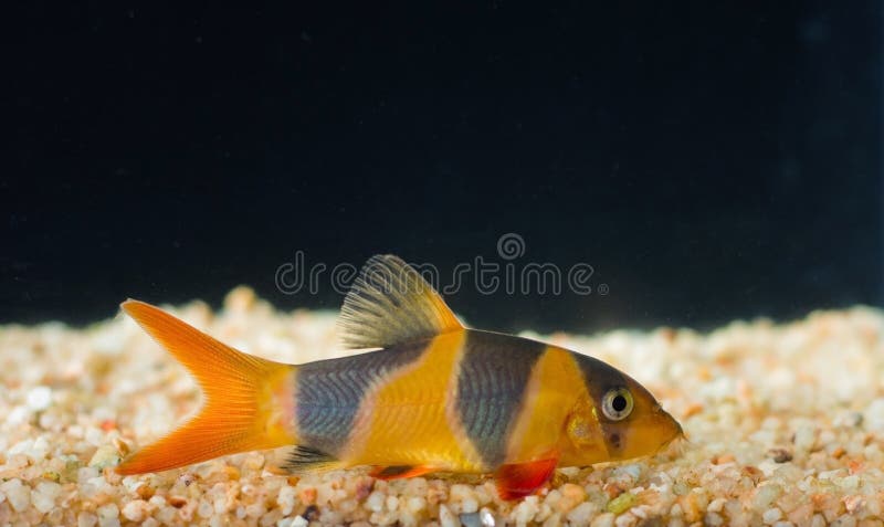 Botia fish. stock image. Image of pebble, mouth, ground - 74194955