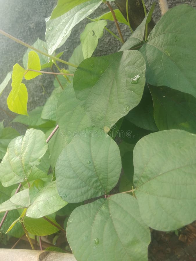 Botor Leaves Whose Seeds Can Be Eaten Stock Image - Image of botor ...