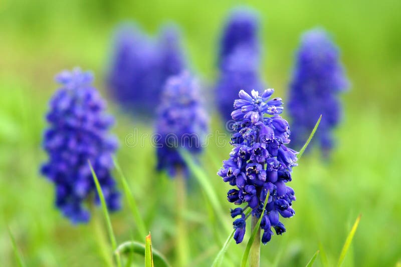 Botryoides Azules Del Muscari Imagen de archivo - Imagen de bulbo ...