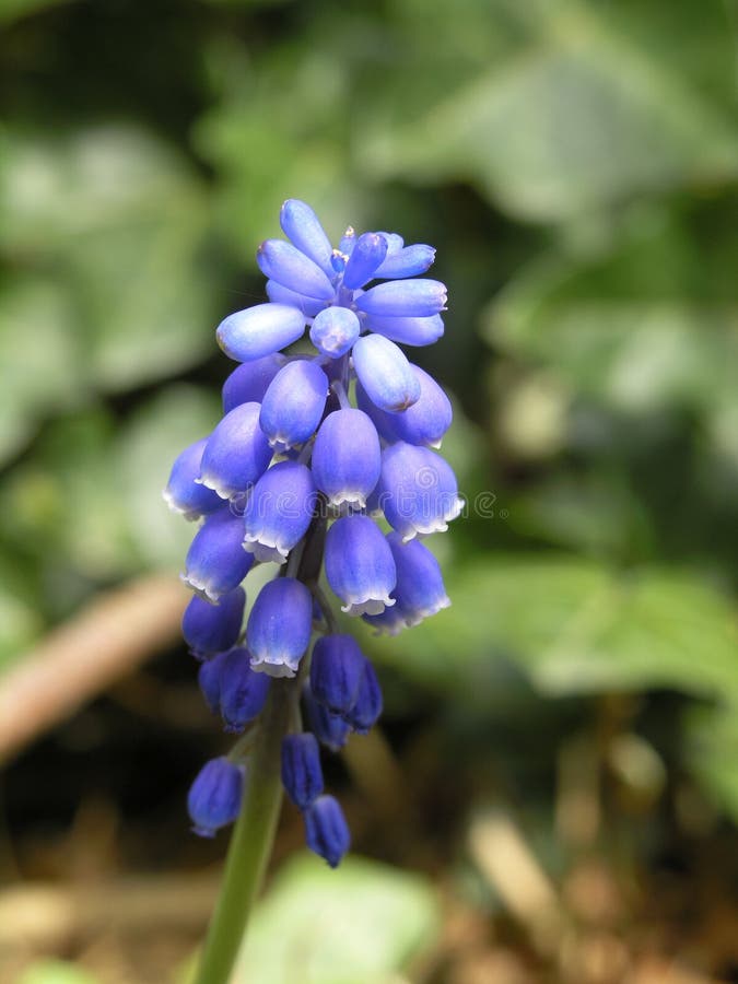 Botryoides del Muscari foto de archivo. Imagen de dinamarca - 655982
