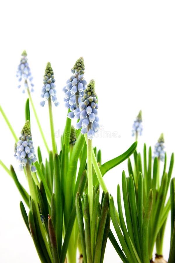 Botryoides del Muscari imagen de archivo. Imagen de regalo - 8628737