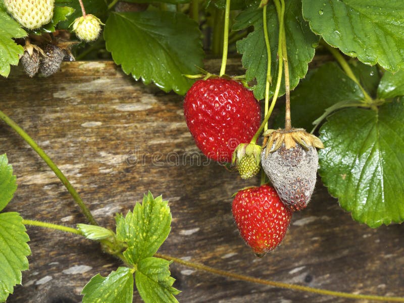Botrytis Fruit Rot or Gray Mold of Strawberries Stock Image - Image of ...