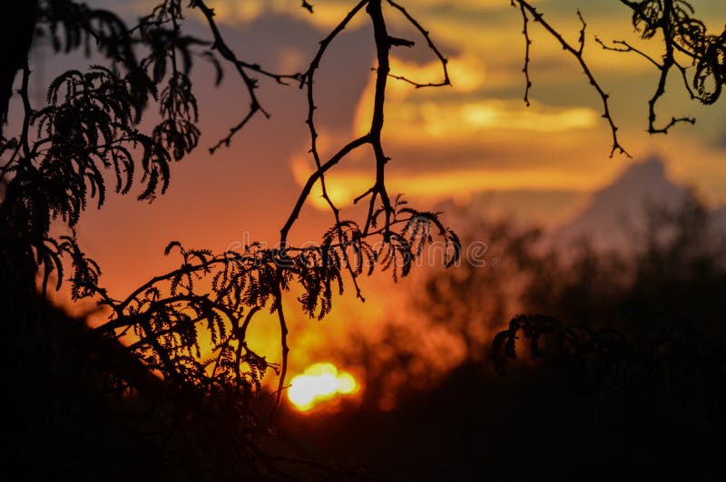Botswana, Colourful Sunset through the Trees Stock Image - Image of ...