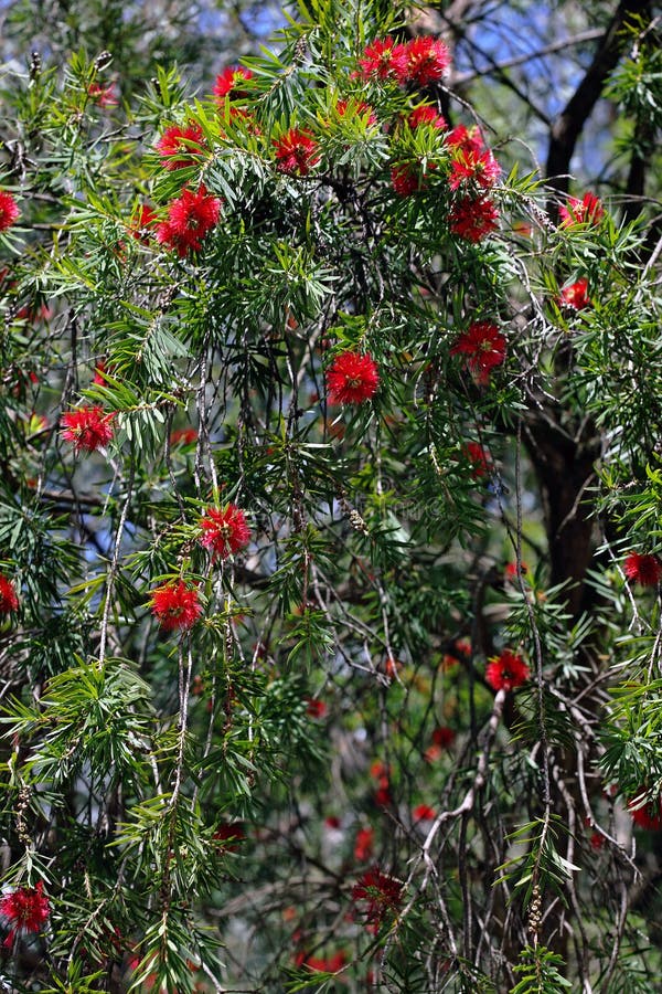 Bottlebrush Tree, Callistemon Stock Image - Image of viminalis, south ...